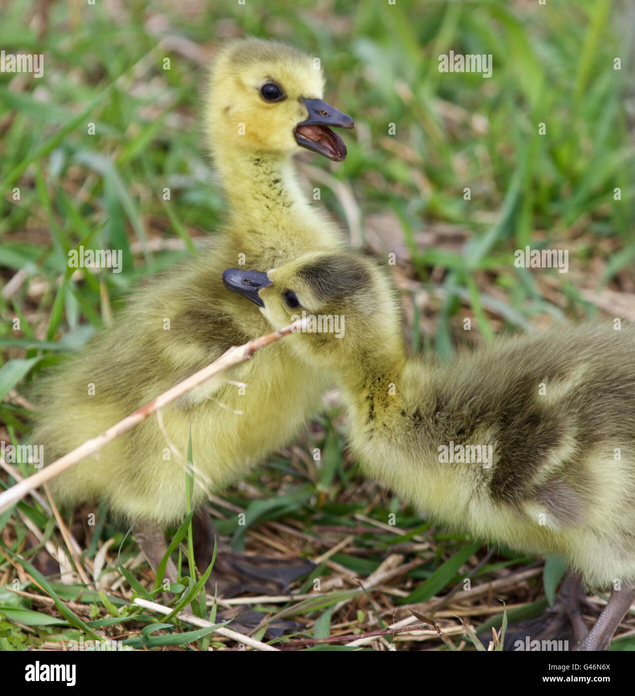 Screaming moment hi-res stock photography and images - Alamy