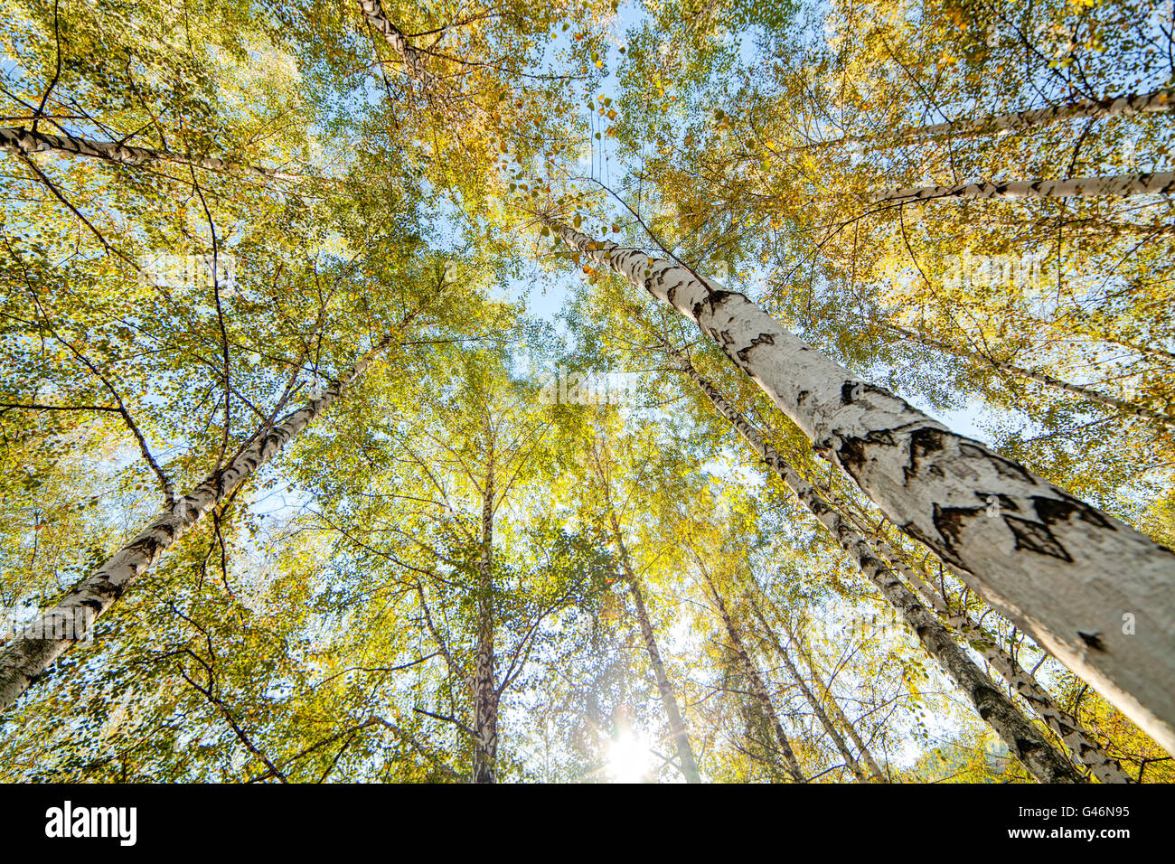 Park with silver birch trees Stock Photo - Alamy