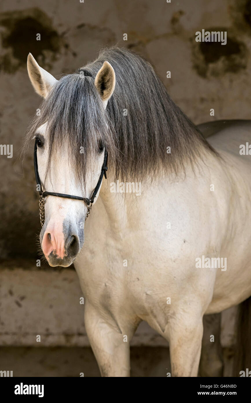 Beautiful PRE stallion portrait Stock Photo - Alamy