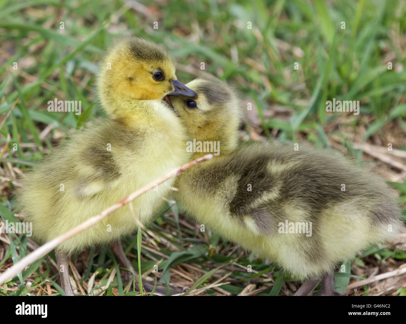 Cute chicks of the Canada geese are kissing Stock Photo - Alamy