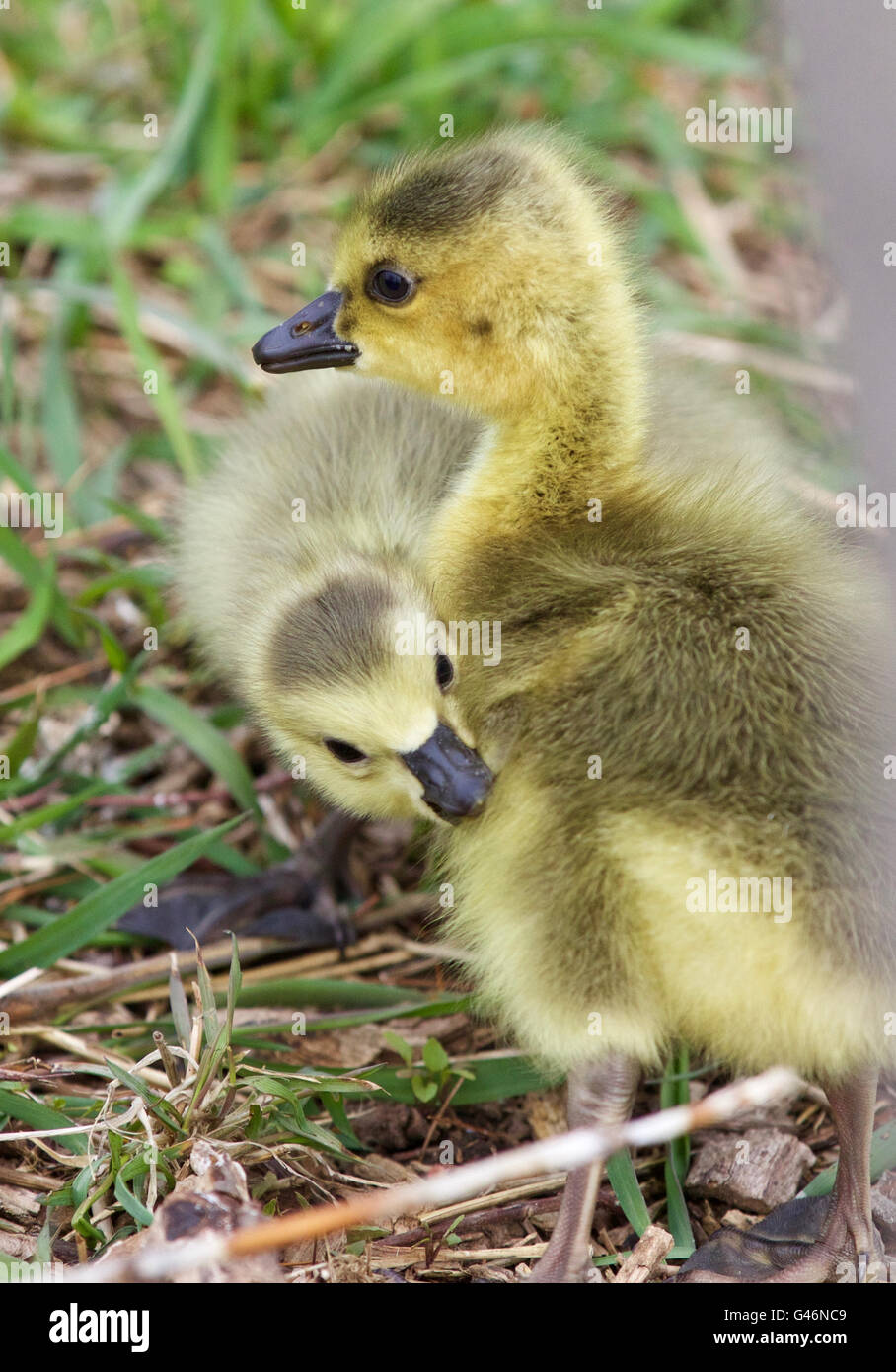 Image with a pair of chicks Stock Photo - Alamy