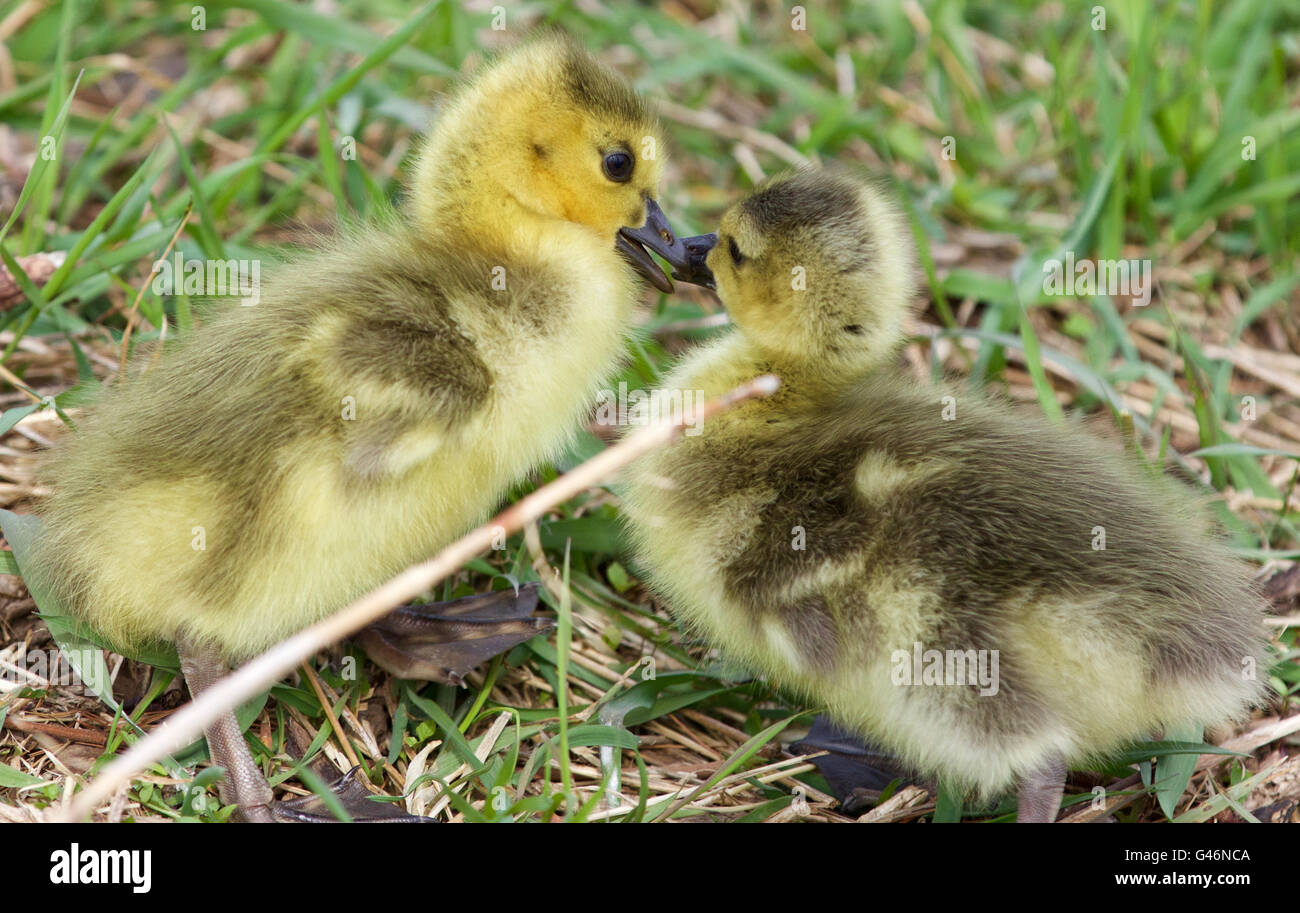 Kissing geese hi-res stock photography and images - Alamy