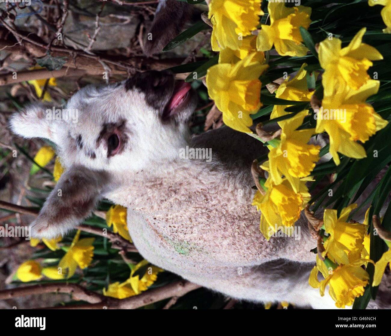 Spring lamb and daffodils hi-res stock photography and images - Alamy