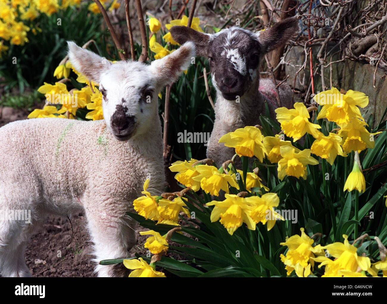Spring lambs flowers hi-res stock photography and images - Alamy