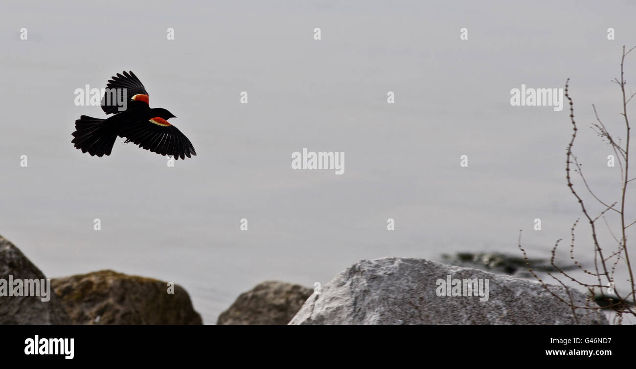 Blackbird flying isolated hi-res stock photography and images - Alamy
