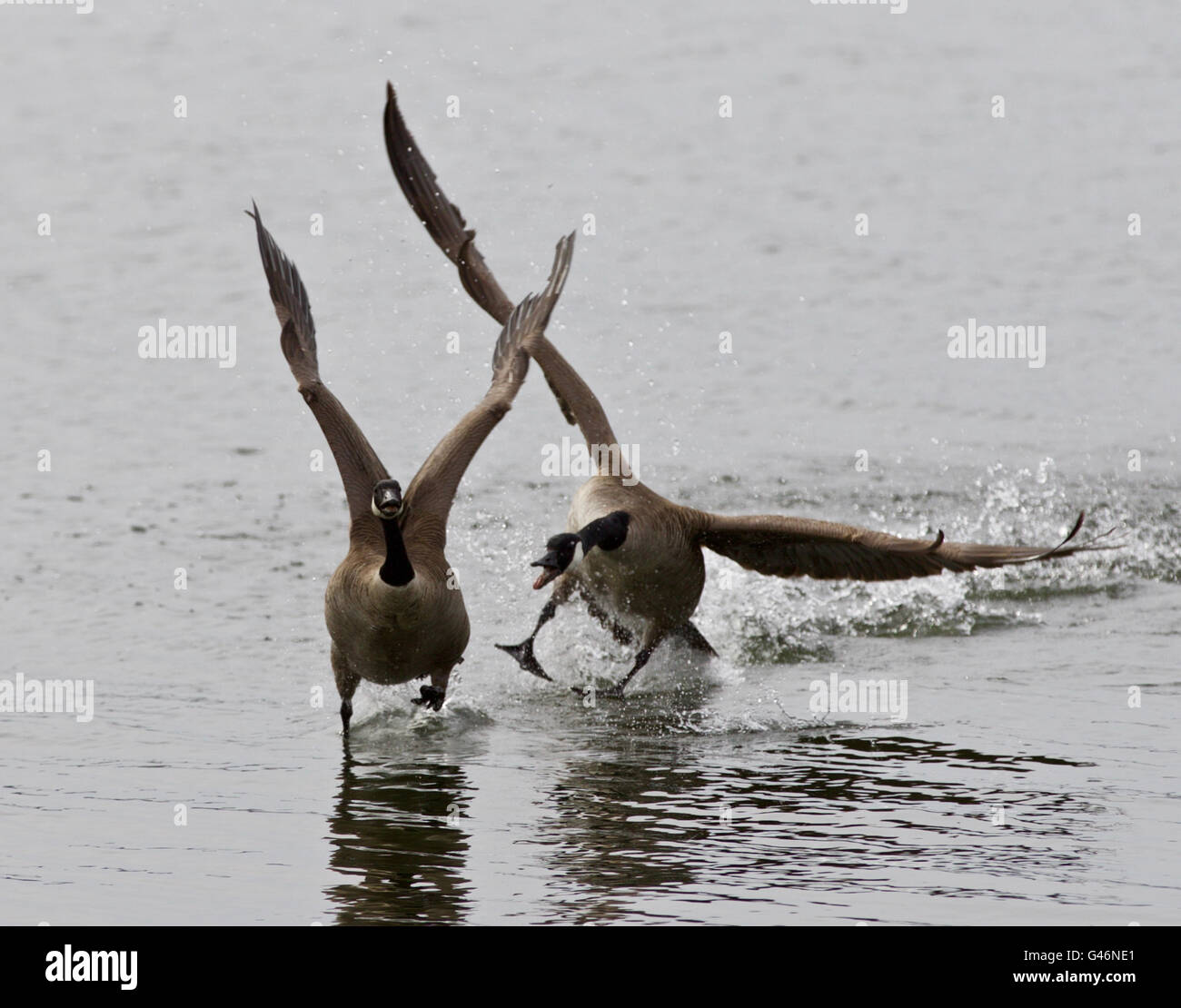 Expressive isolated image with the Canada goose chasing his rival on ...