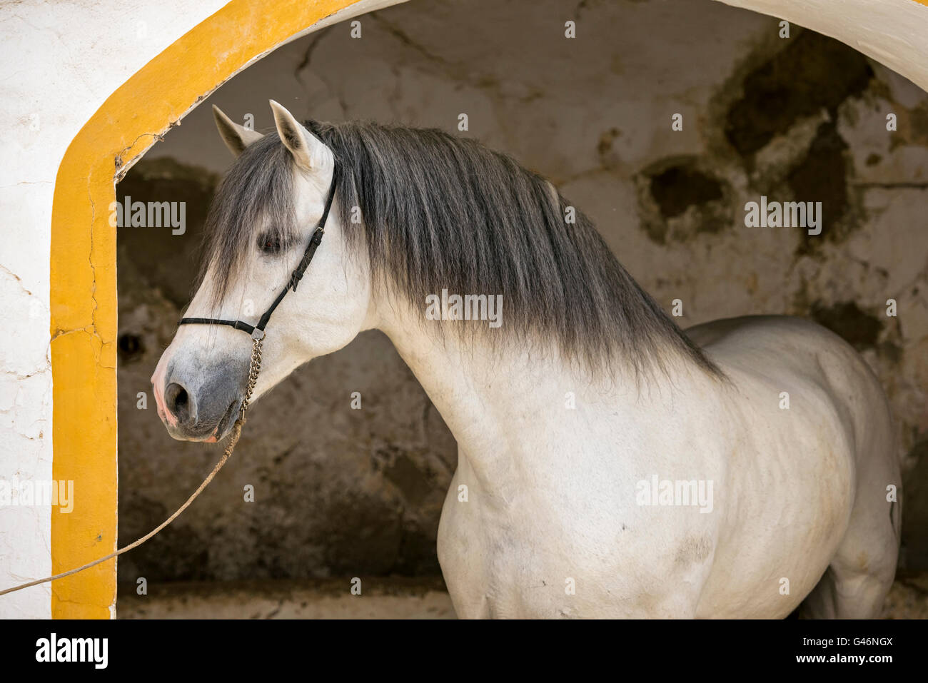 Beautiful PRE stallion portrait Stock Photo - Alamy