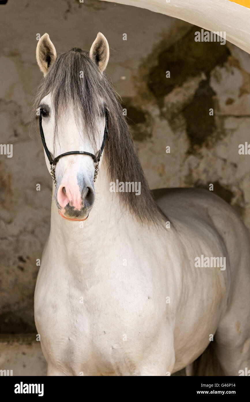 Beautiful PRE stallion portrait Stock Photo - Alamy
