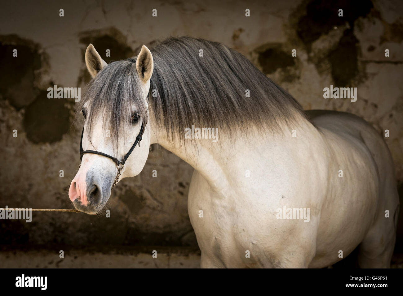 Beautiful PRE stallion portrait Stock Photo - Alamy