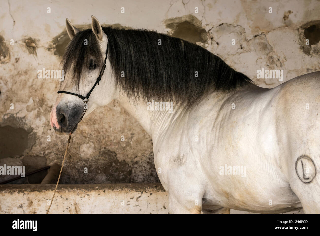 Morfologia hi-res stock photography and images - Alamy