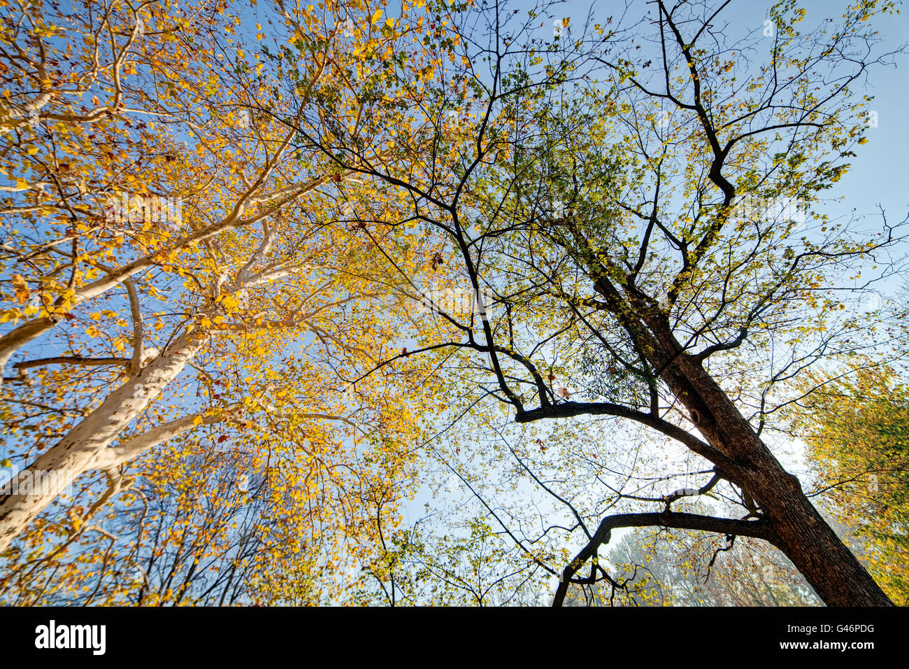 trees with fallen leaves Stock Photo - Alamy