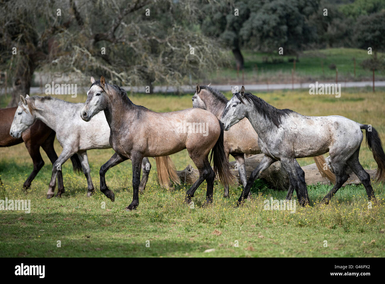 Group of young spanish breed stallion in Spain Stock Photo - Alamy