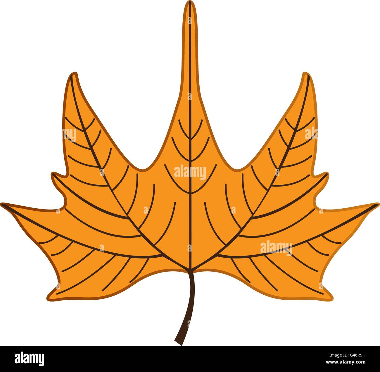 mapple plant leaves isolated icon design Stock Vector Image & Art - Alamy