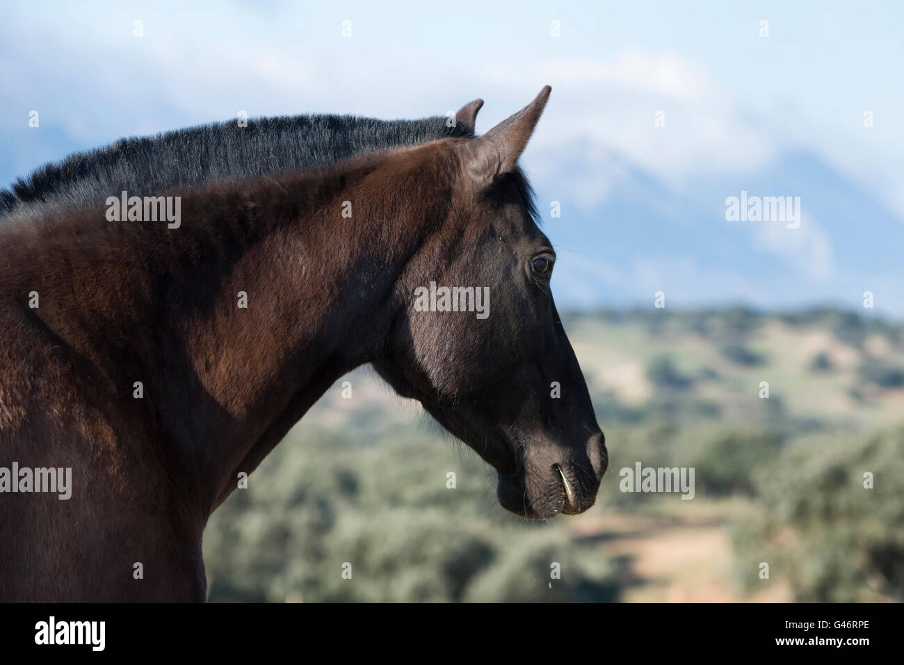 Black mare hi-res stock photography and images - Alamy