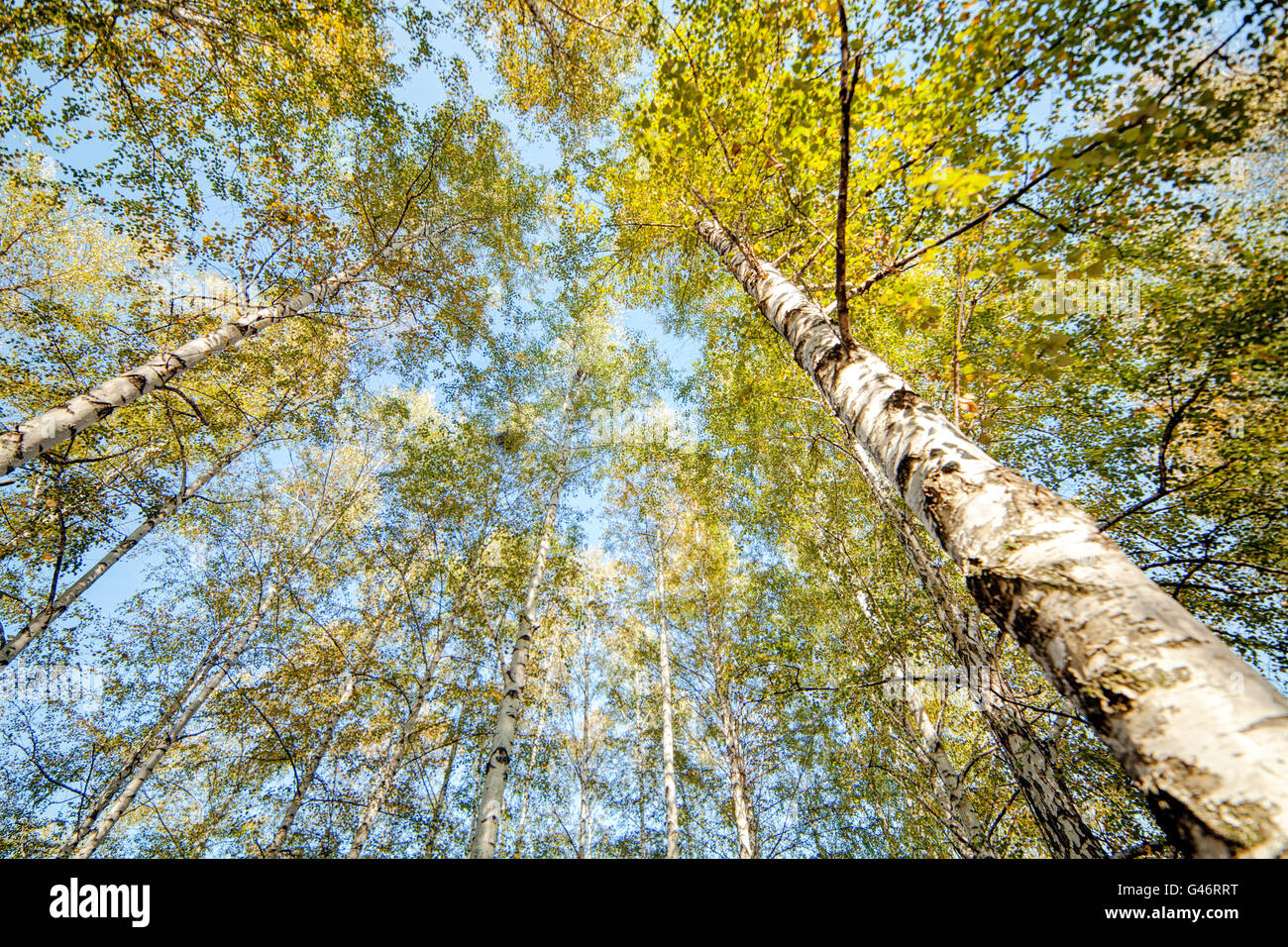 Park with silver birch trees Stock Photo - Alamy