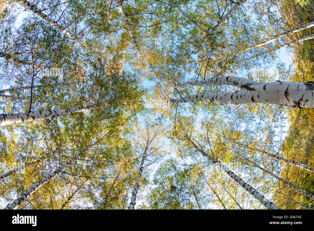 Park with silver birch trees Stock Photo - Alamy