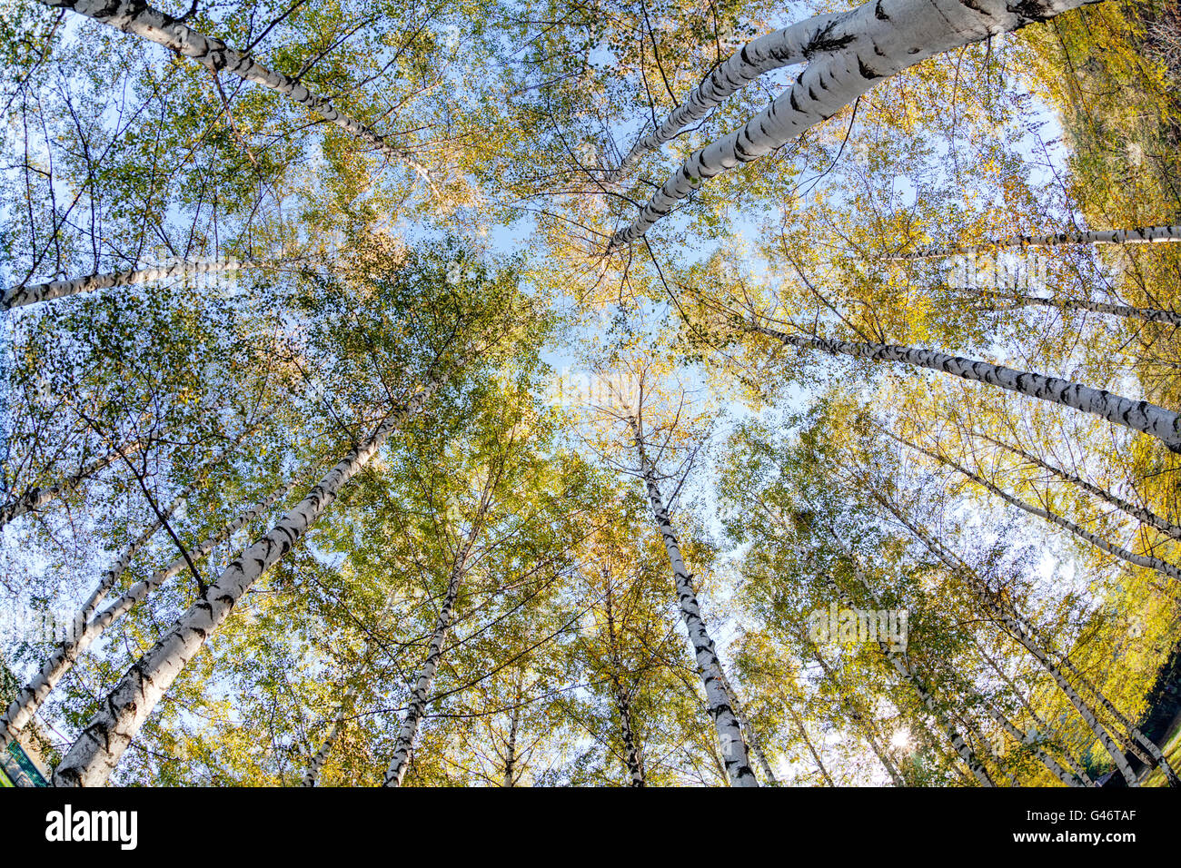 Park with silver birch trees Stock Photo - Alamy