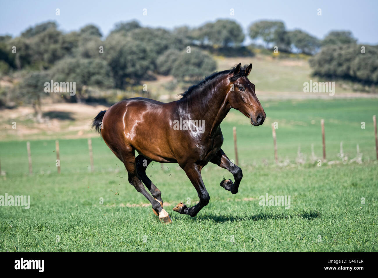PRE stallion having fun in a pasture Stock Photo - Alamy