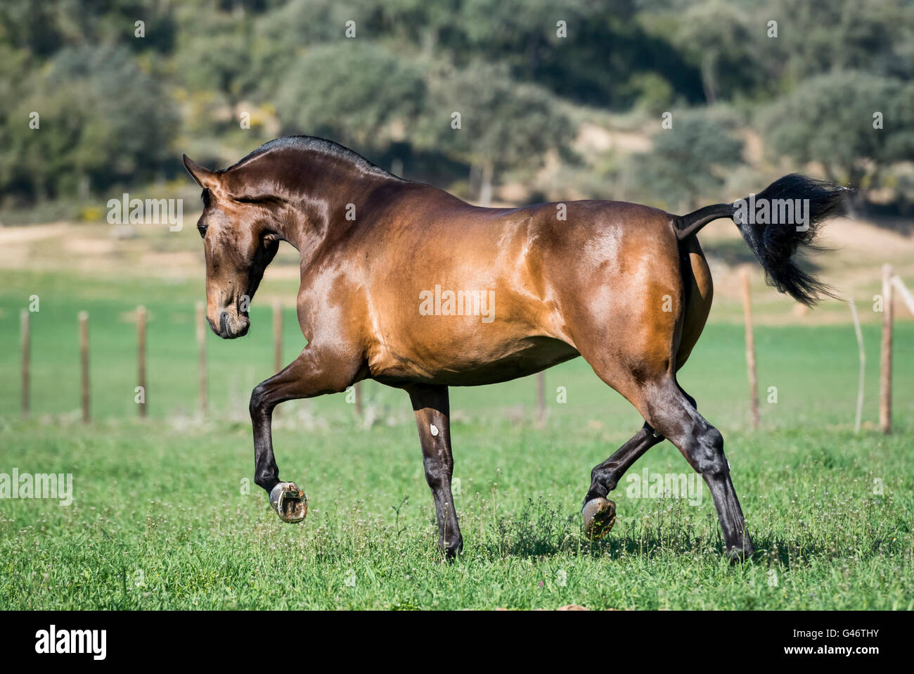PRE mare running in a field in Spain Stock Photo - Alamy