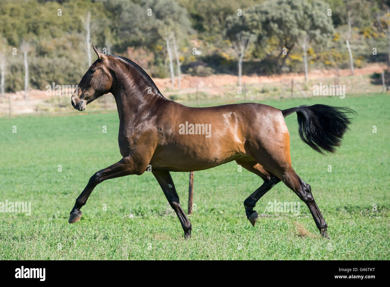 Bay mare hi-res stock photography and images - Alamy