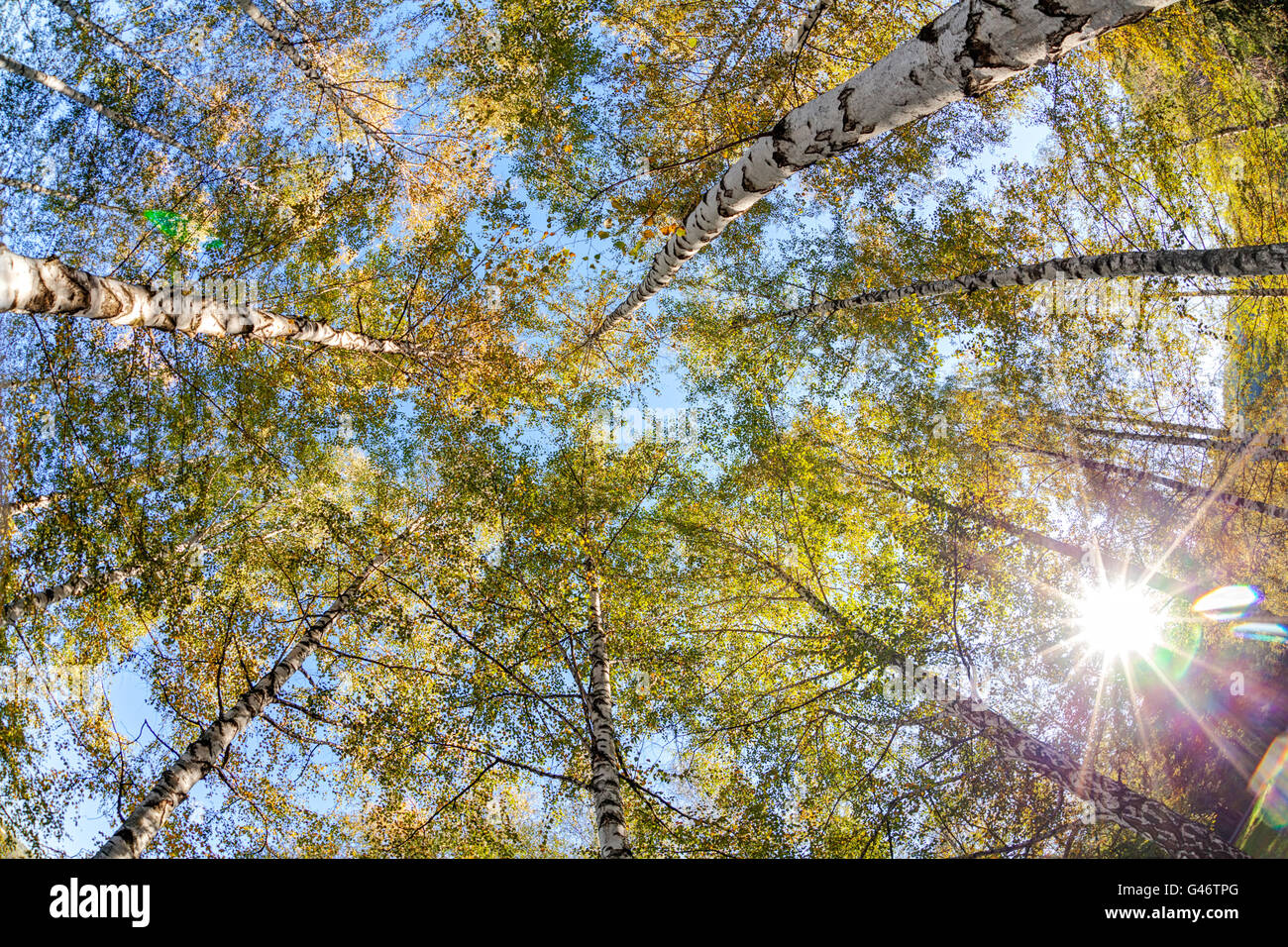 Park with silver birch trees Stock Photo - Alamy