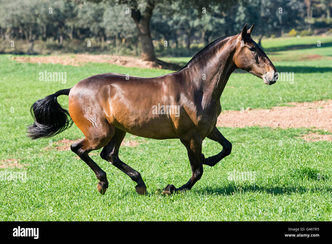 Mare in spagna hi-res stock photography and images - Alamy