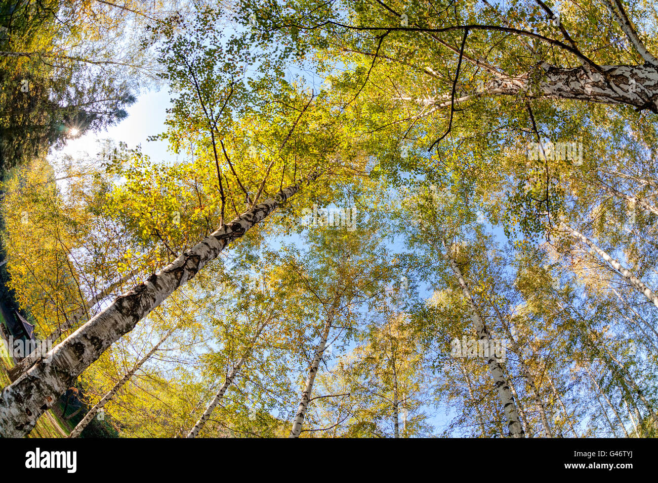 Park with silver birch trees Stock Photo - Alamy