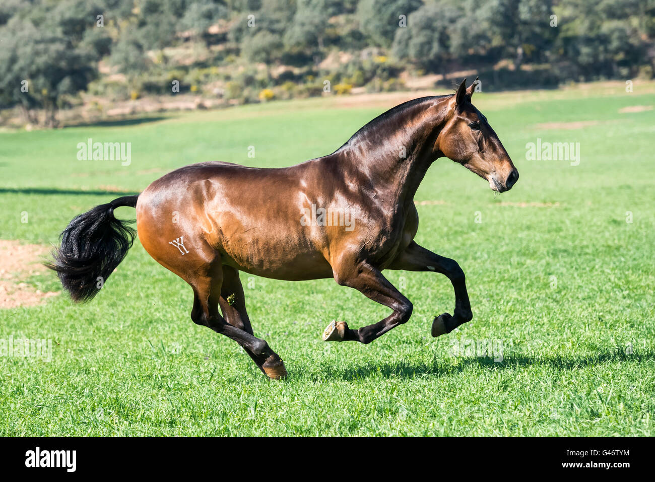 Shiny horse hi-res stock photography and images - Alamy