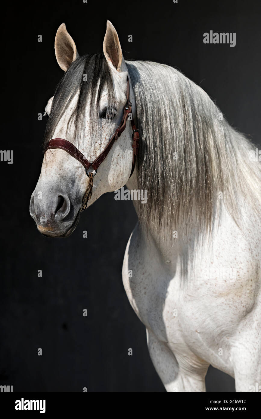 Morfologia hi-res stock photography and images - Alamy