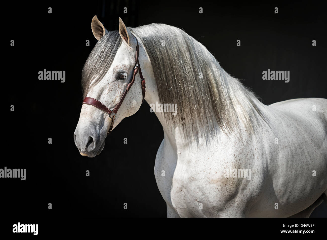 Beautiful PRE stallion portrait Stock Photo - Alamy