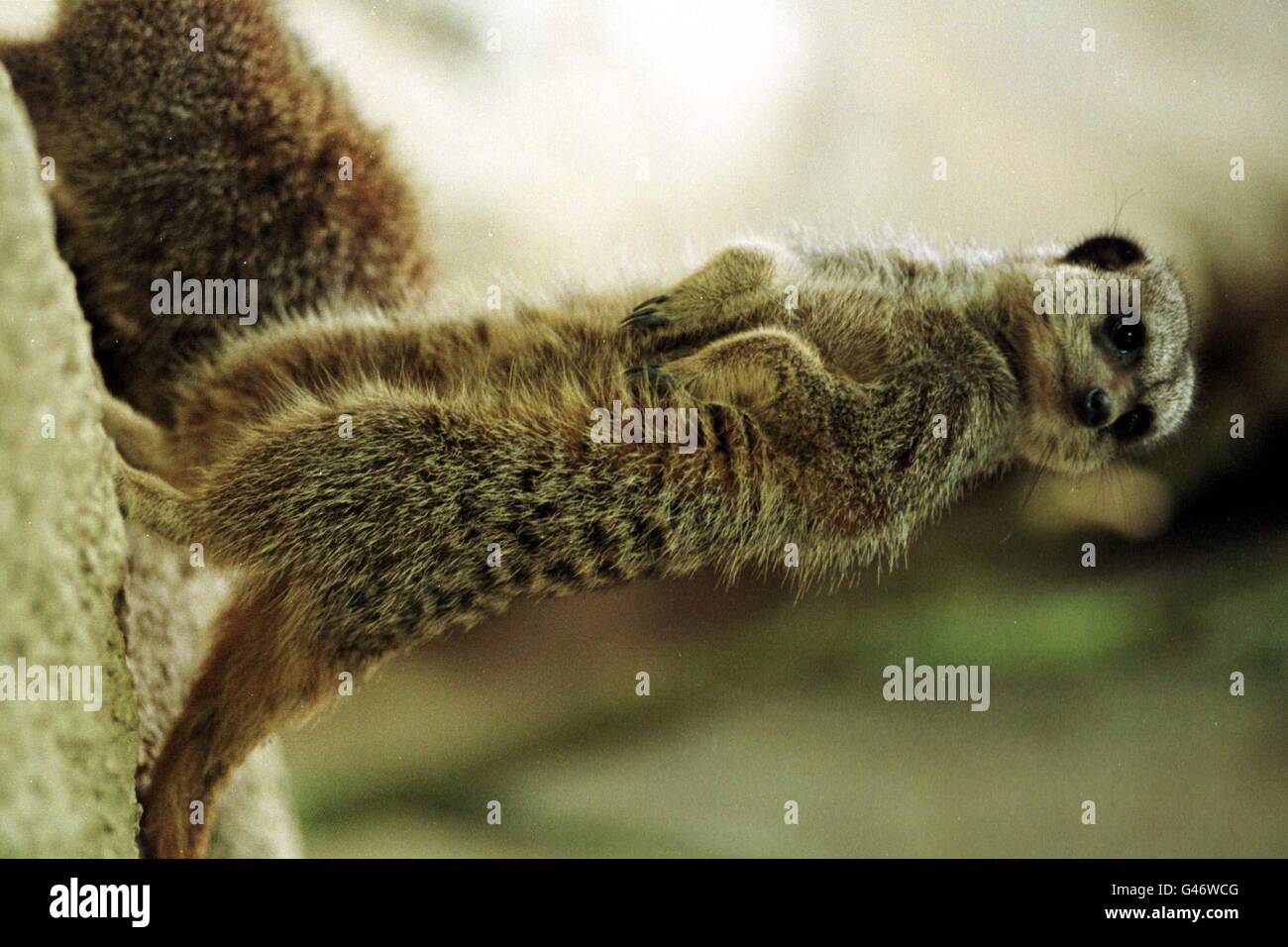 Foraging meerkats hi-res stock photography and images - Alamy
