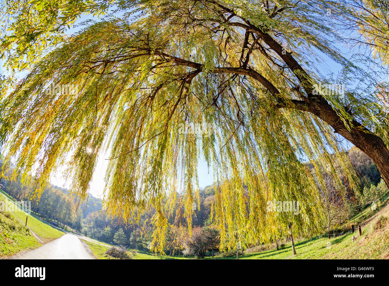 trees in park Stock Photo - Alamy