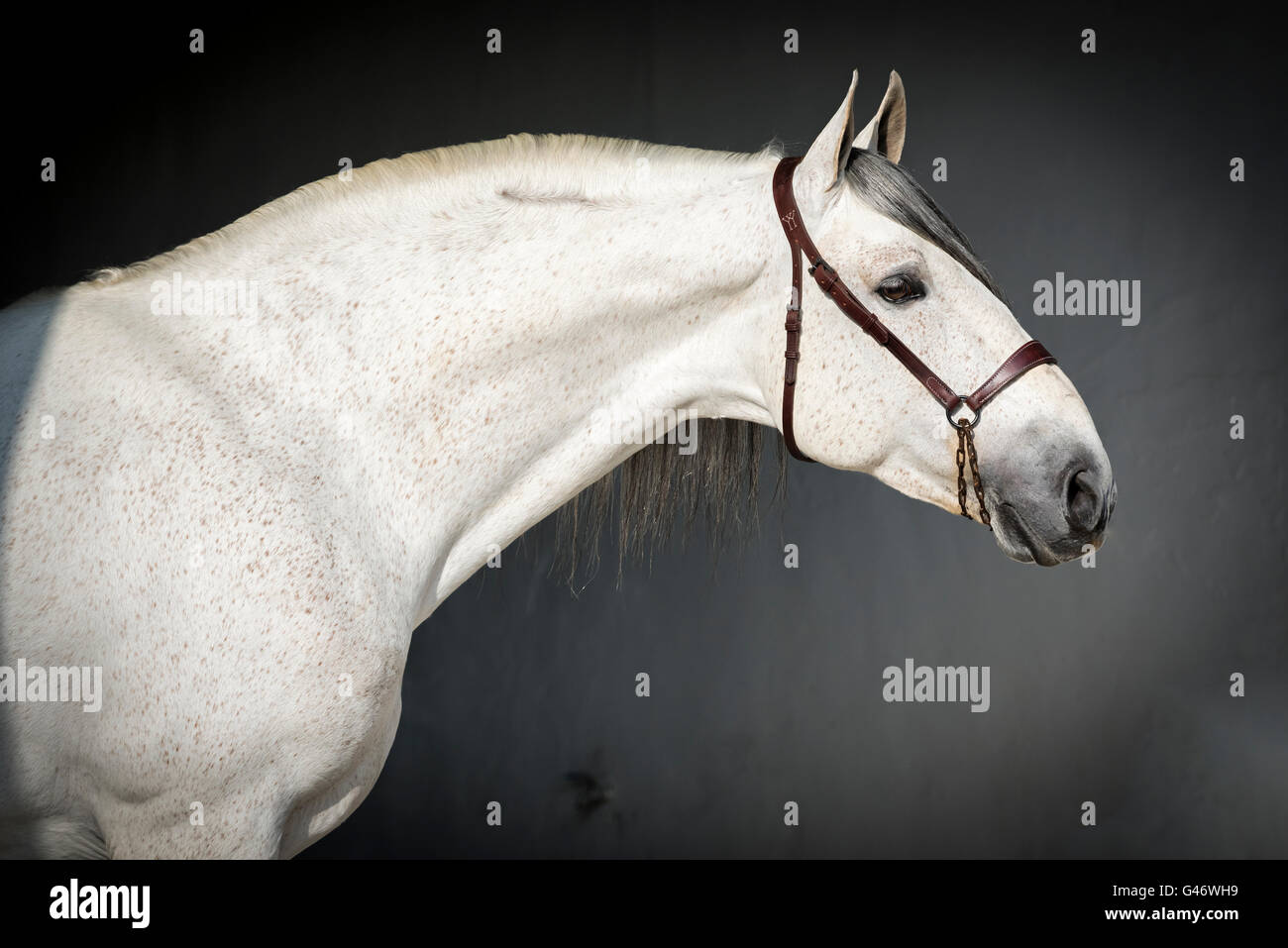 Beautiful PRE stallion portrait Stock Photo - Alamy
