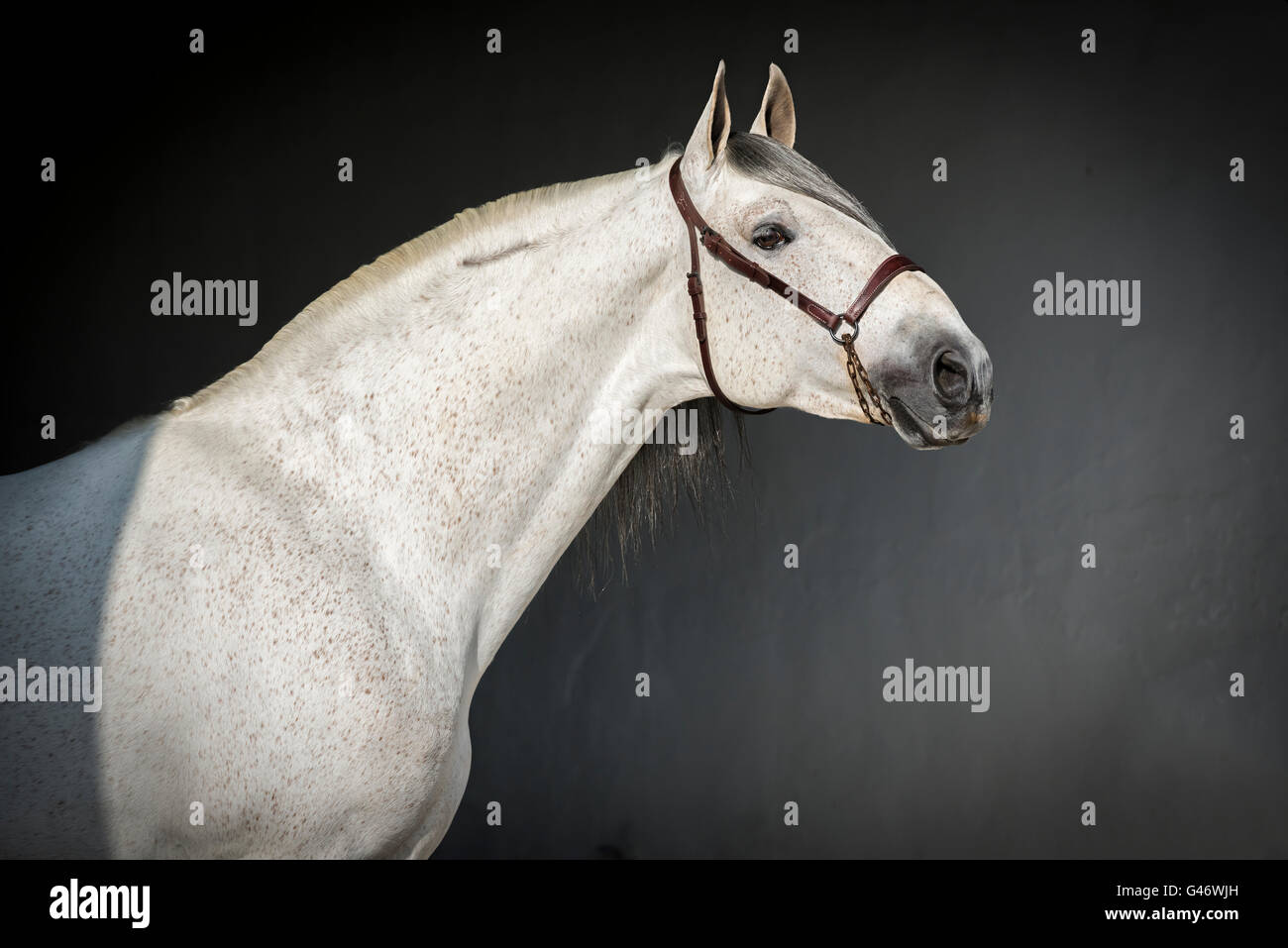 Stallion head hi-res stock photography and images - Alamy
