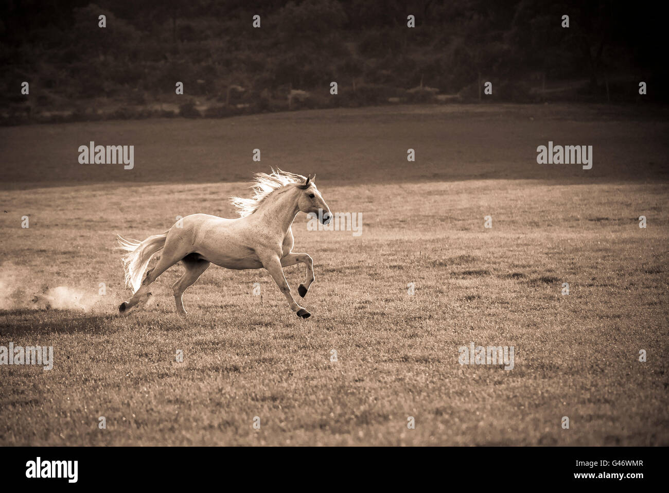 Gray PRE stallion running free in the sunset in Spain Stock Photo - Alamy