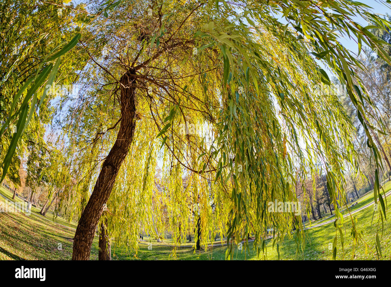 trees in park Stock Photo - Alamy