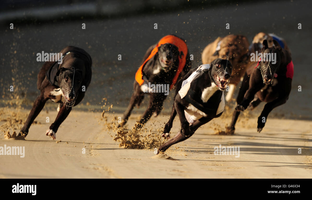 Greyhounds - Romford Greyhound Stadium. Racing from Romford Greyhound ...