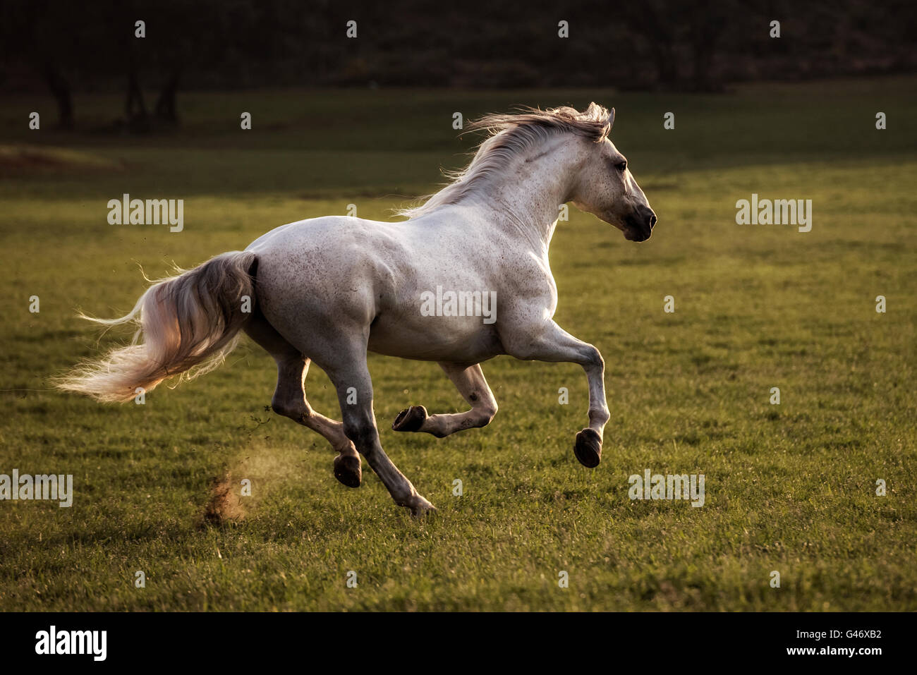 Gray PRE stallion running free in the sunset in Spain Stock Photo - Alamy