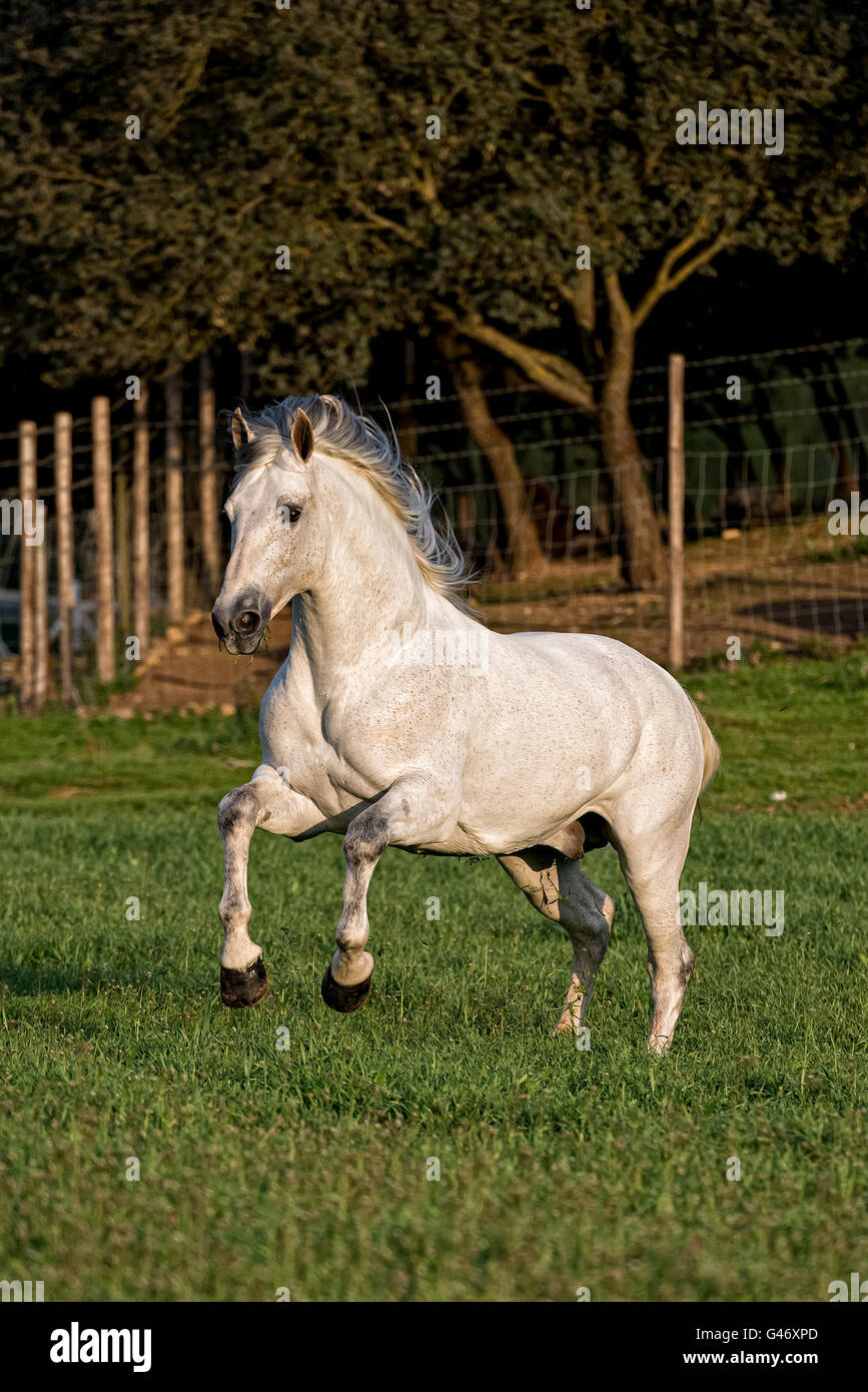 Pre tramonto hi-res stock photography and images - Alamy