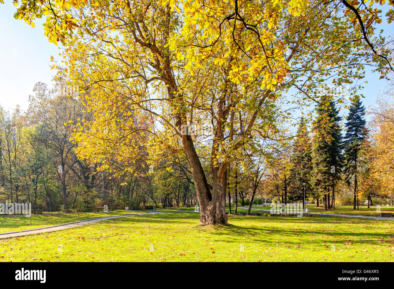 trees in park Stock Photo - Alamy