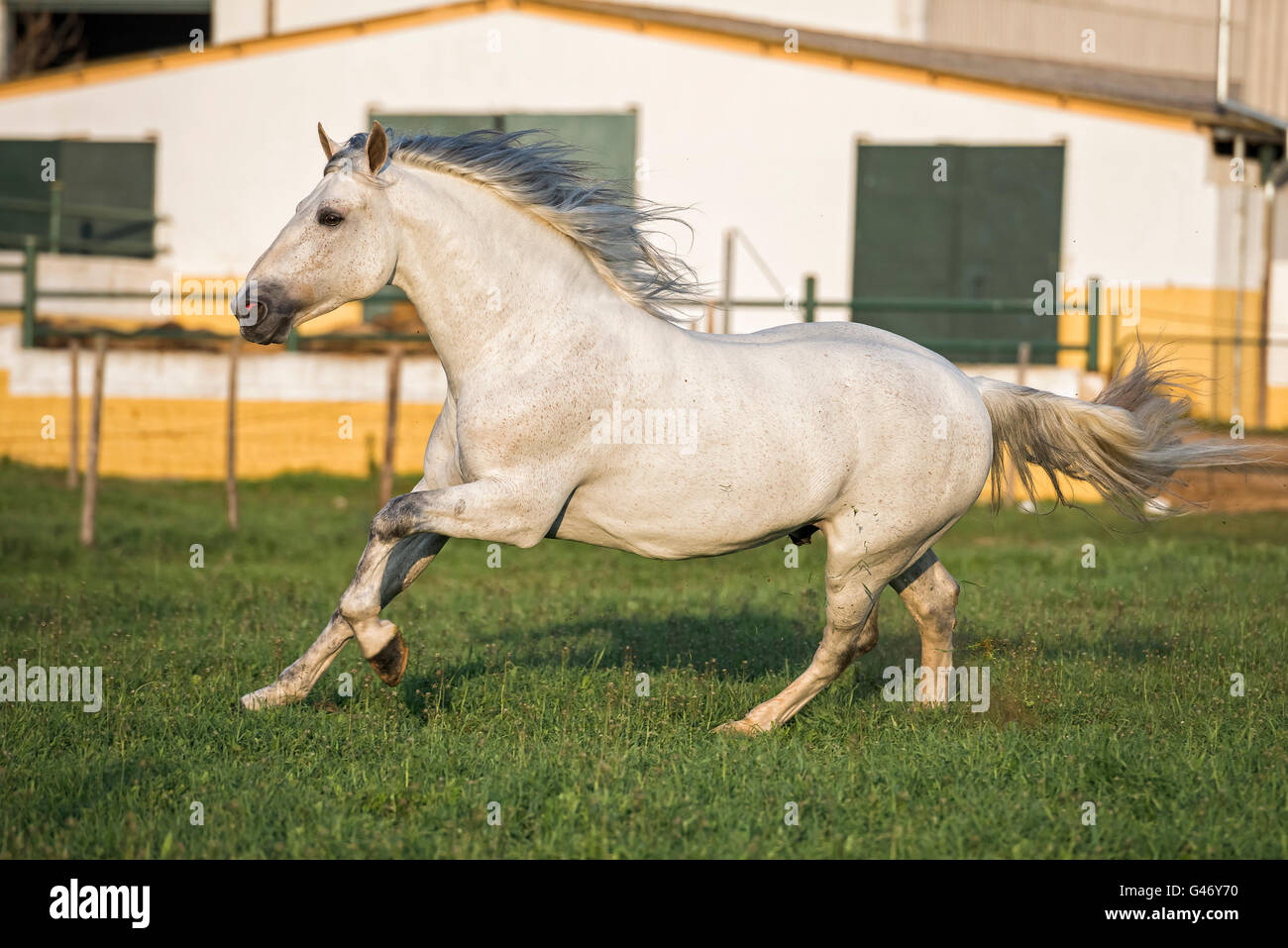 Gray PRE stallion running free in the sunset in Spain Stock Photo - Alamy