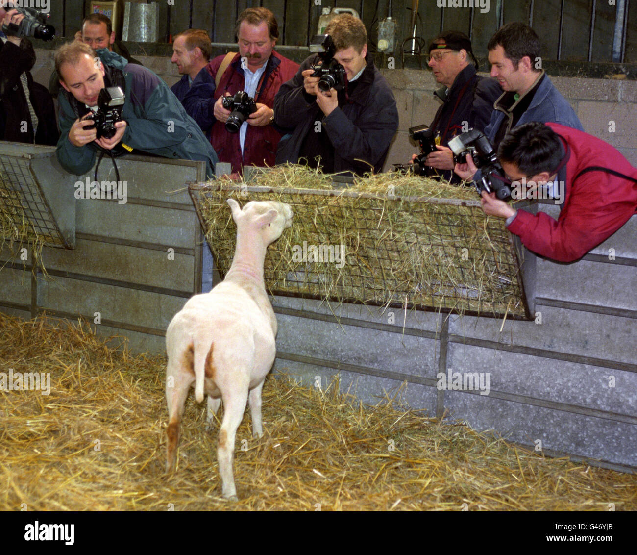 Dolly the sheep, who achieved fame as the world's first ever cloned ...