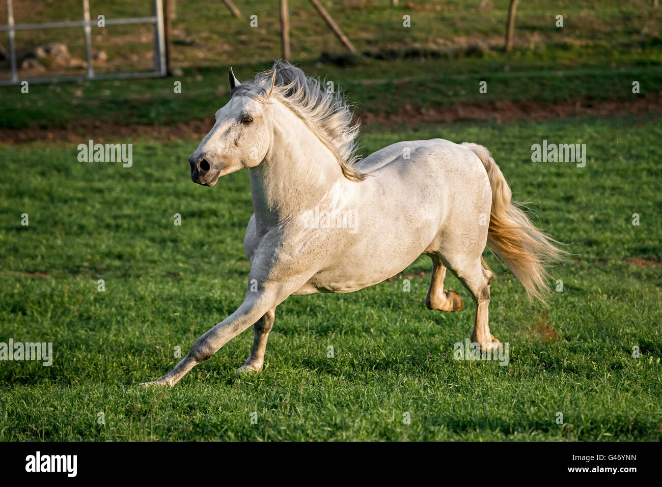 Gray PRE stallion running free in the sunset in Spain Stock Photo - Alamy