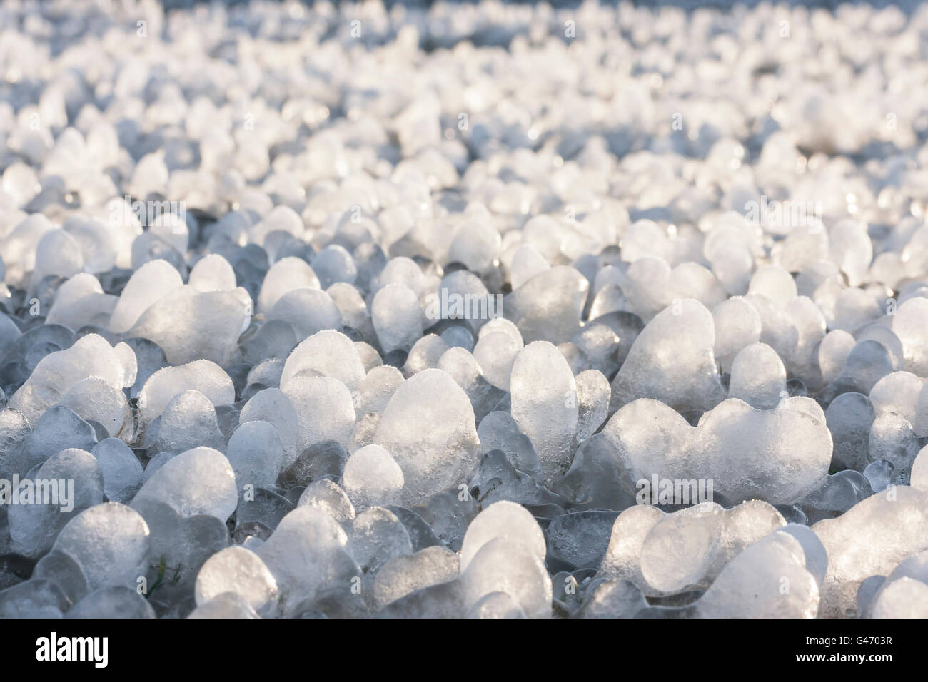 Little round icicles formed around grass leaves on the ground Stock ...