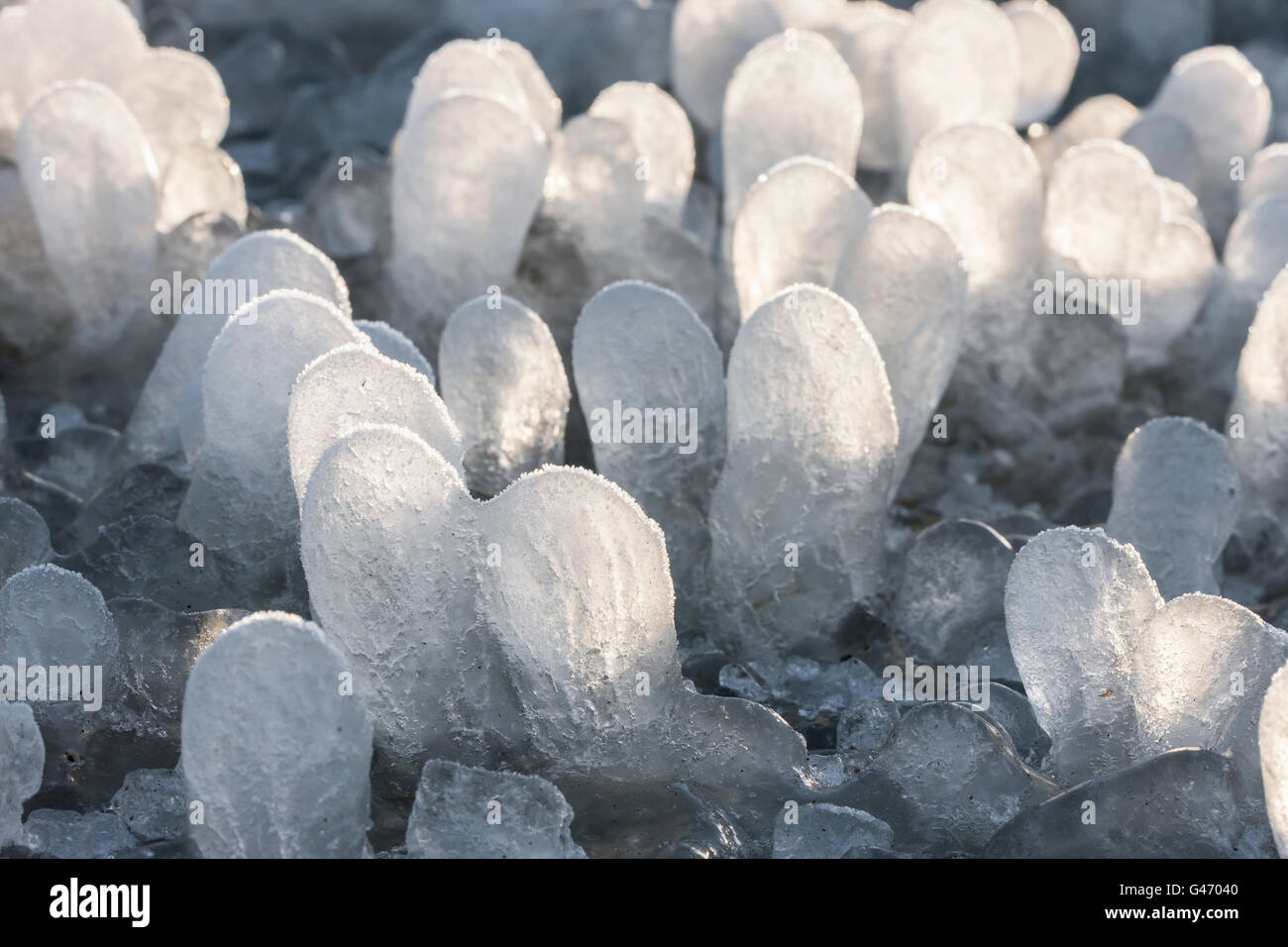 Little round icicles formed around grass leaves on the ground Stock ...