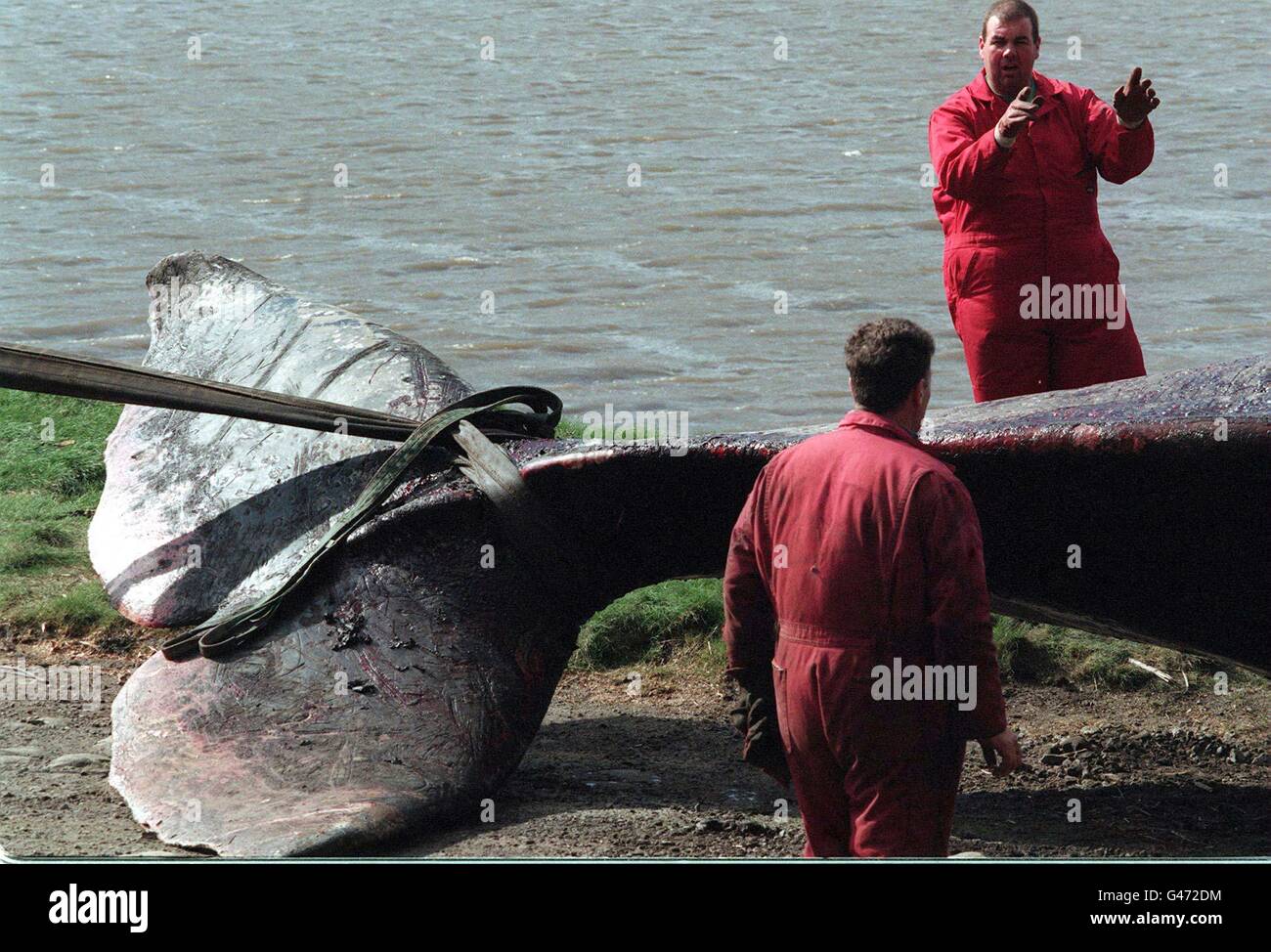 Moby the Whale Stock Photo - Alamy