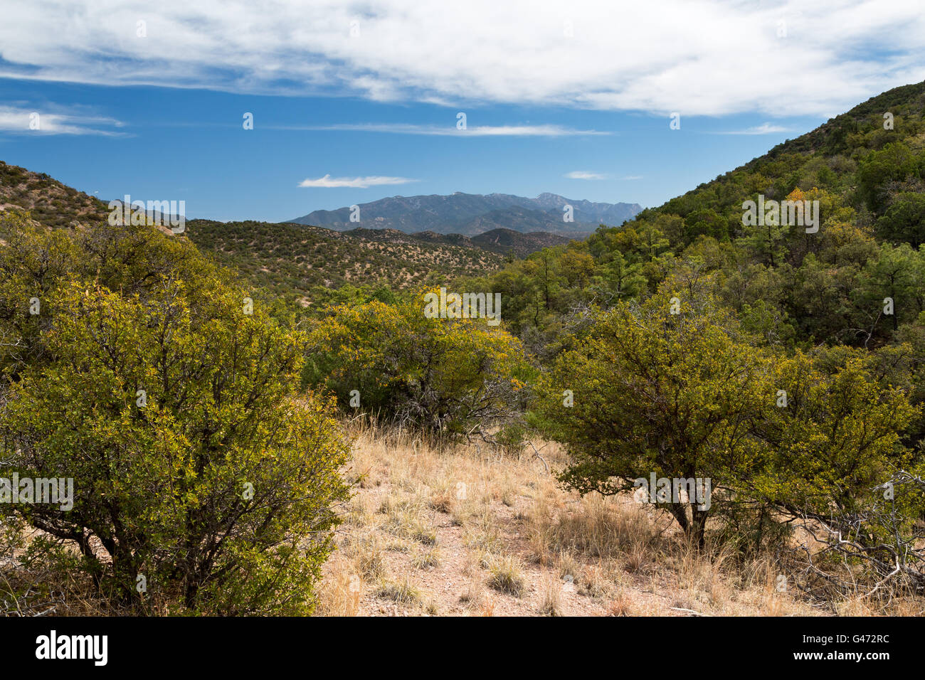 The sky island of the Huachuca Mountains towering over the Canelo Hills ...