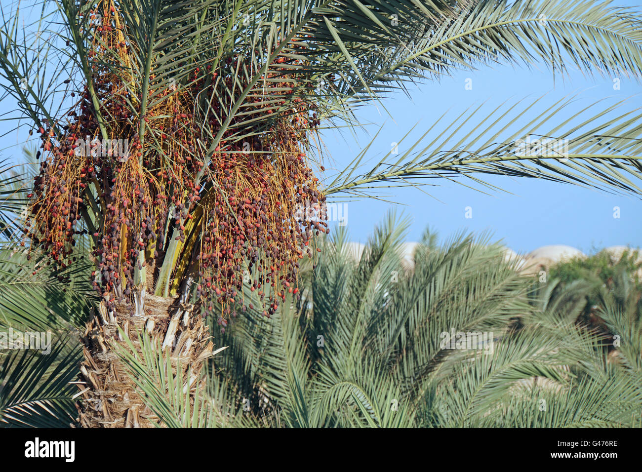 landscape in egypt near town el quesir Stock Photo - Alamy
