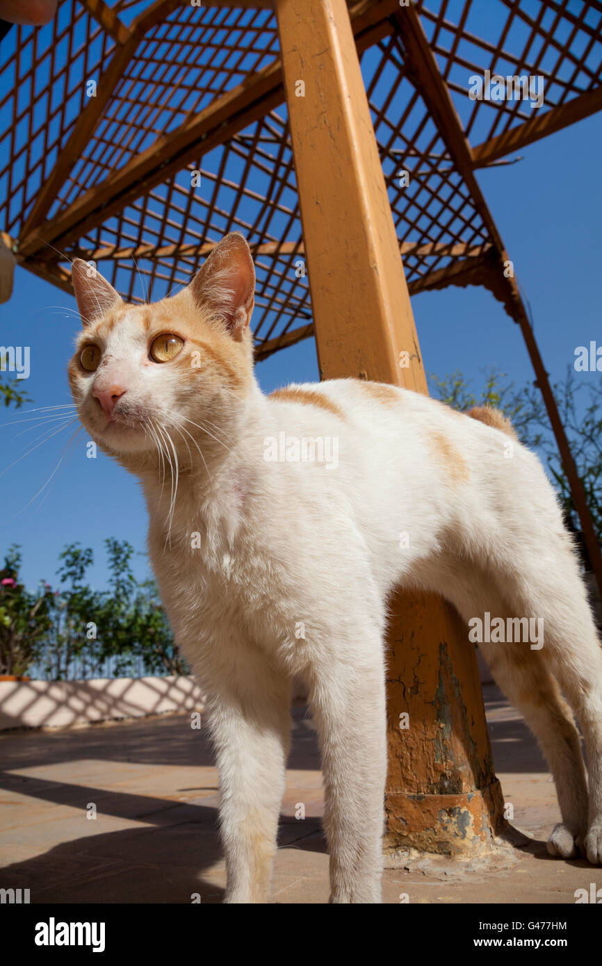 Cat in Fez ( Fes Fas ) city, UNESCO heritage site in Morocco, Africa ...
