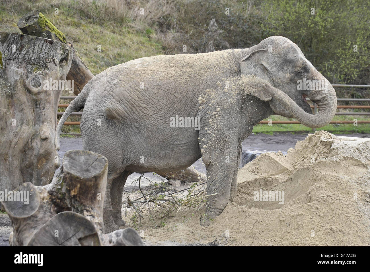 Anne the rescued elephant sprays herself with sand as she plays in her ...